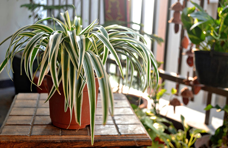 The 18 Best Air Cleaning Plants According To Nasa Australian
