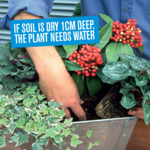How To Tell If A Plant Needs Water – Australian Handyman Magazine
