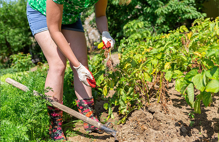 Maintaining your Garden - Australian Handyman Magazine